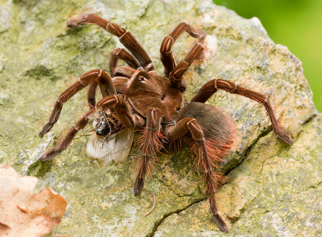 Tarántula Goliat o Theraphosa Blondi - Cuidados y Terrario