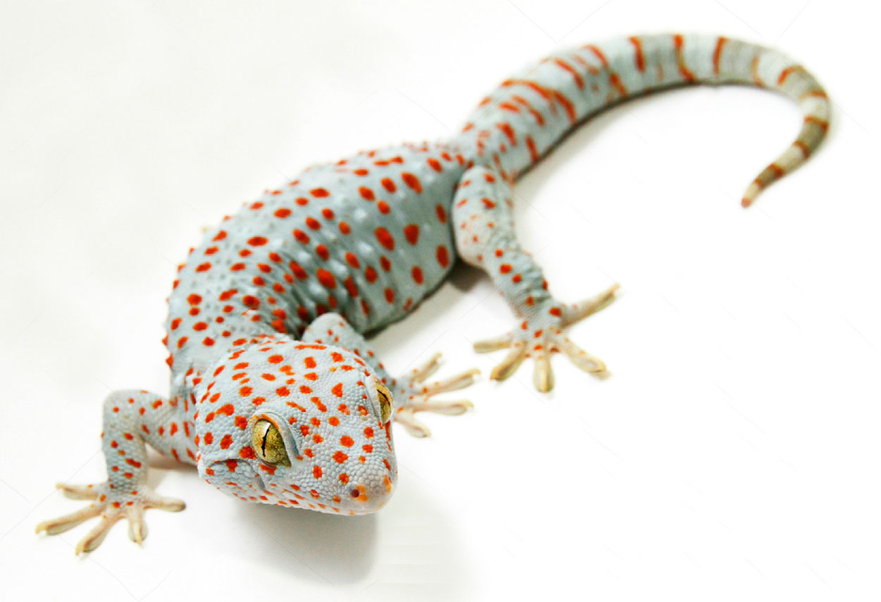 Gecko Tokay o Gekko Gecko - Habitad y Cuidados