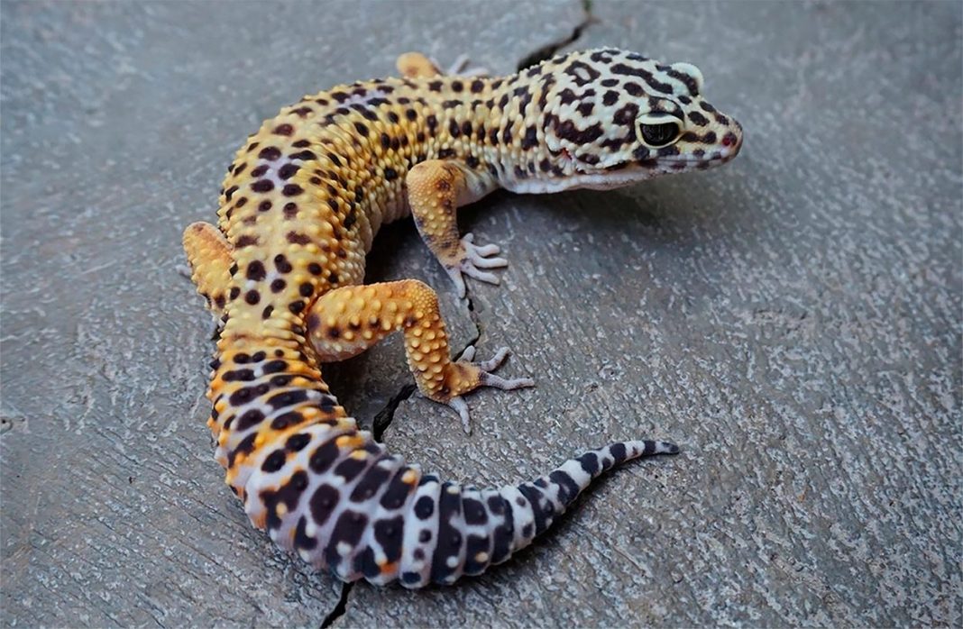 Gecko Leopardo o Eublepharis Macularius - Información y Terrario