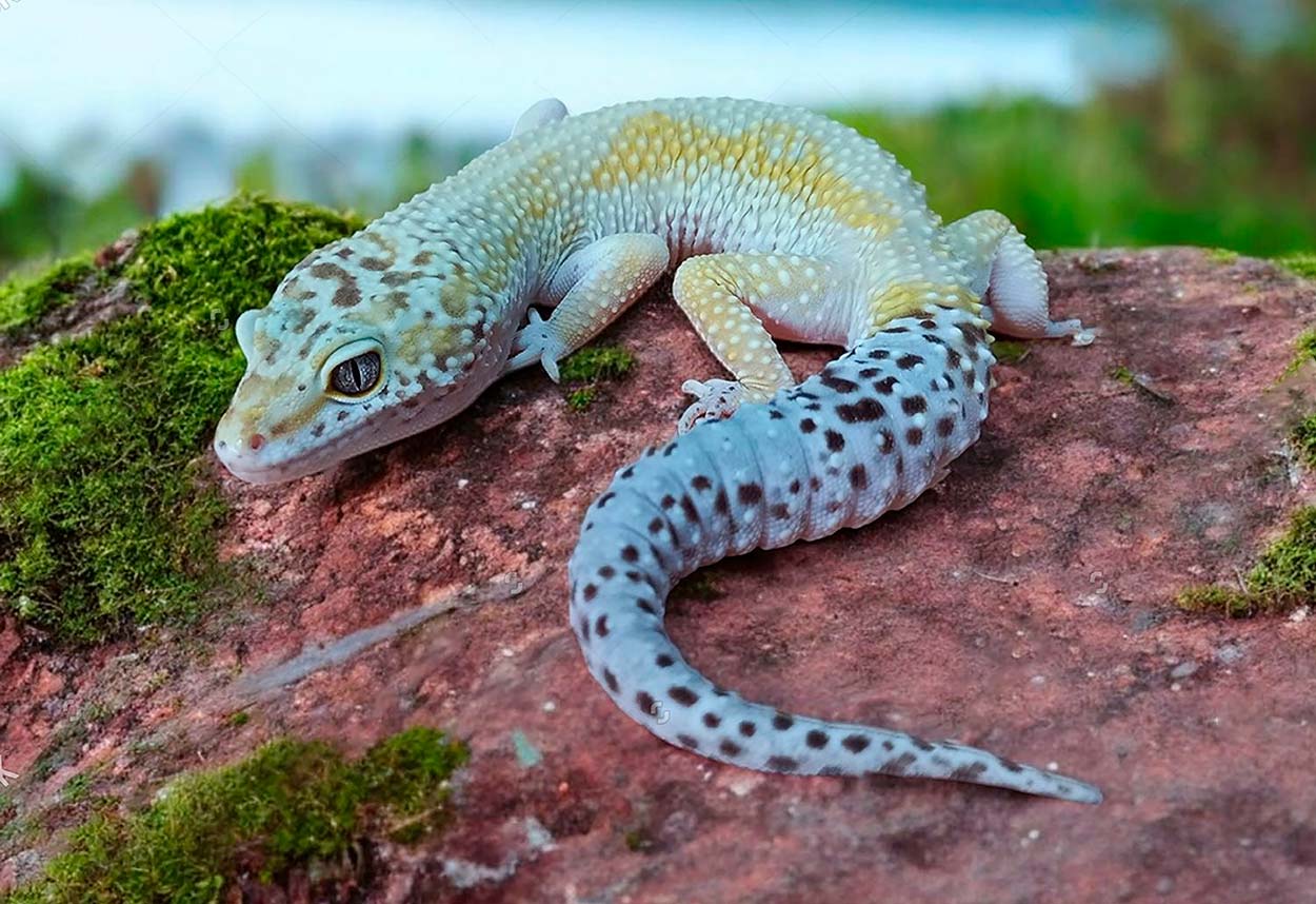 Gecko Leopardo o Eublepharis Macularius - Información y Terrario