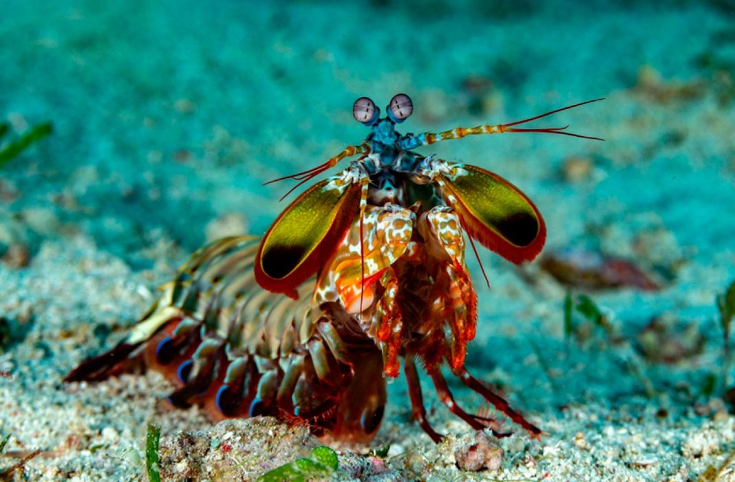 Camarón Mantis Pavo Real Odontodactylus Scyllarus